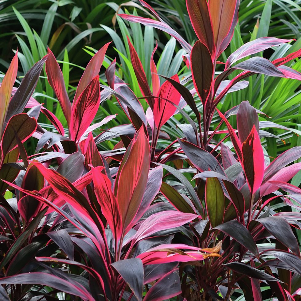 Cordylines | Home & Garden Center | Flowers Pottery Garden Supplies Trees