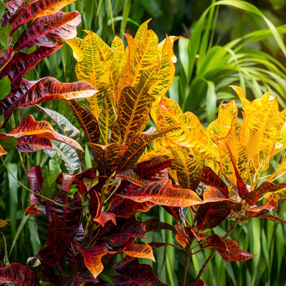 Crotons | Home & Garden Center | Flowers Pottery Garden Supplies Trees